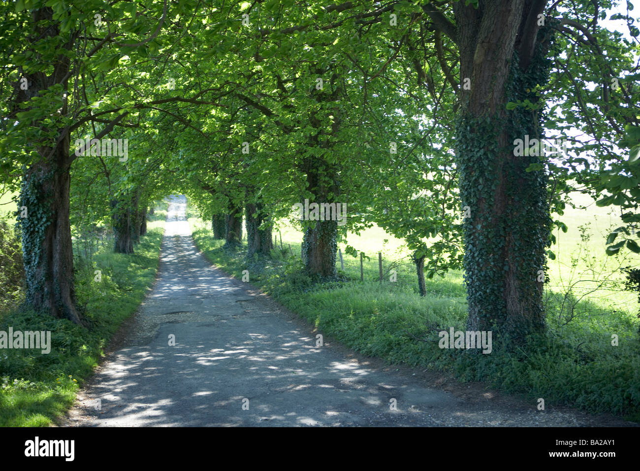 Long country lane hi-res stock photography and images - Alamy