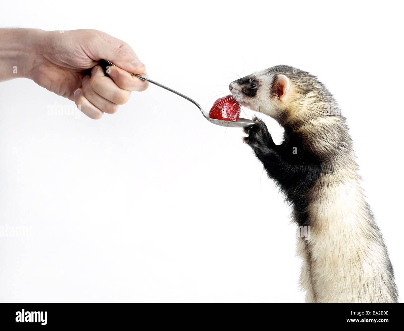 A polecat ferret sniffing a strawberry, holding a spoon Stock Photo - Alamy