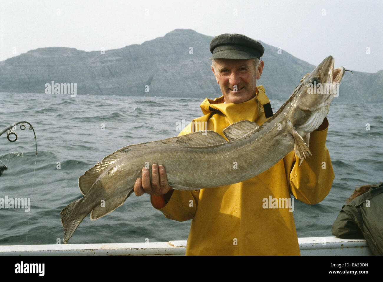 Ireland Puffin Iceland fisher-boat fishers haul Leng Molva molva ...