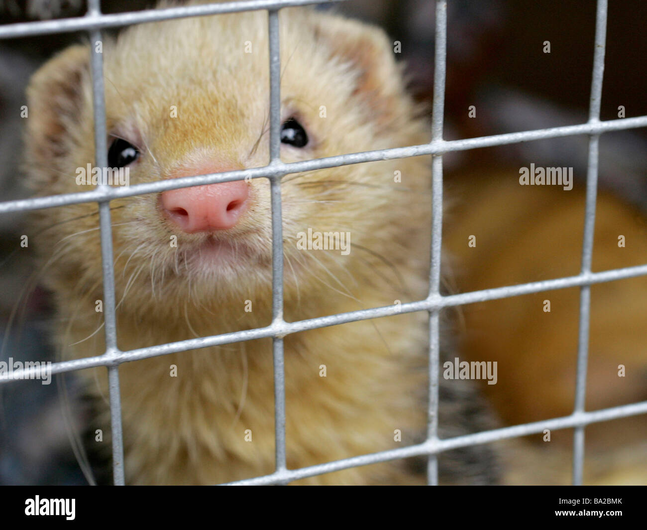 Ferret in cage hi-res stock photography and images - Alamy