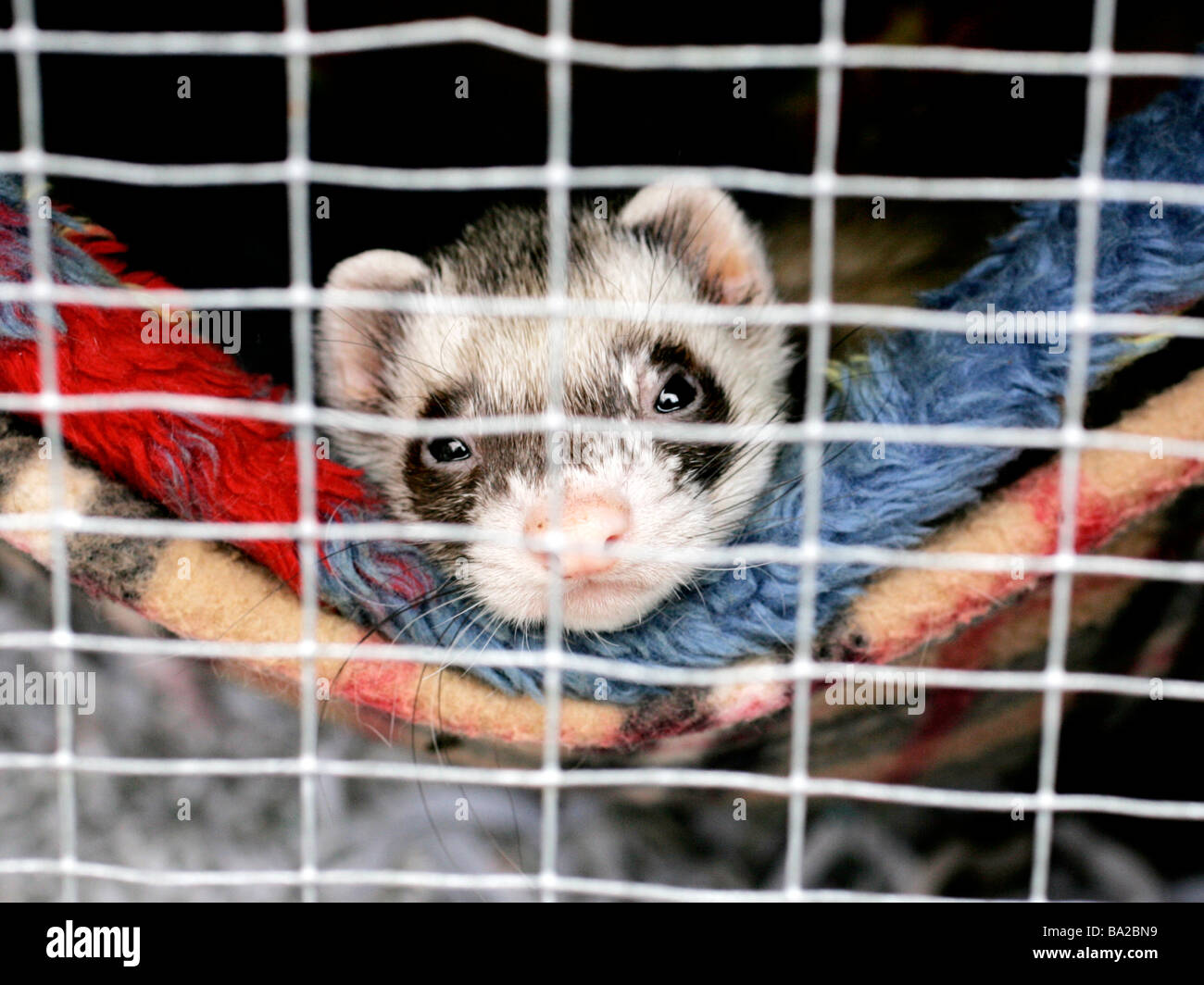 Ferret Pooping Everywhere In Cage at Janice Bottorff blog