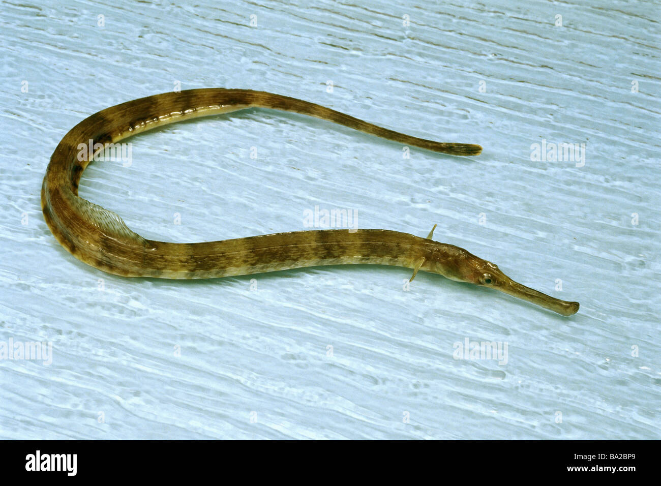 Big sea-needle Syngnathus acus animal fish Büschelkiemer Syngnathidae ...