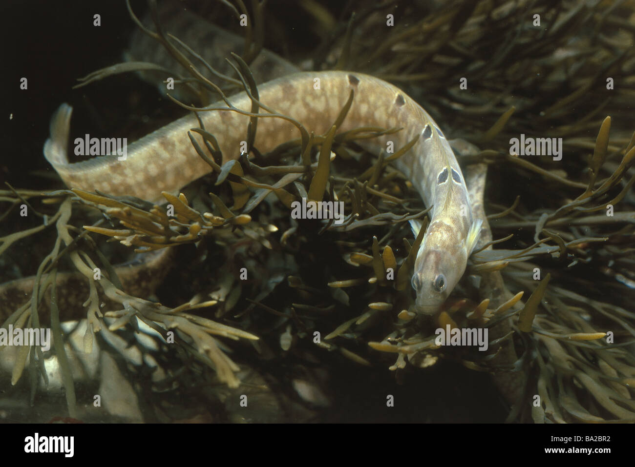 Underwater reception hi-res stock photography and images - Alamy