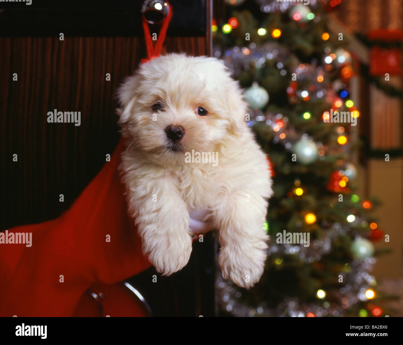Maltese dog christmas tree hi-res stock photography and images - Alamy