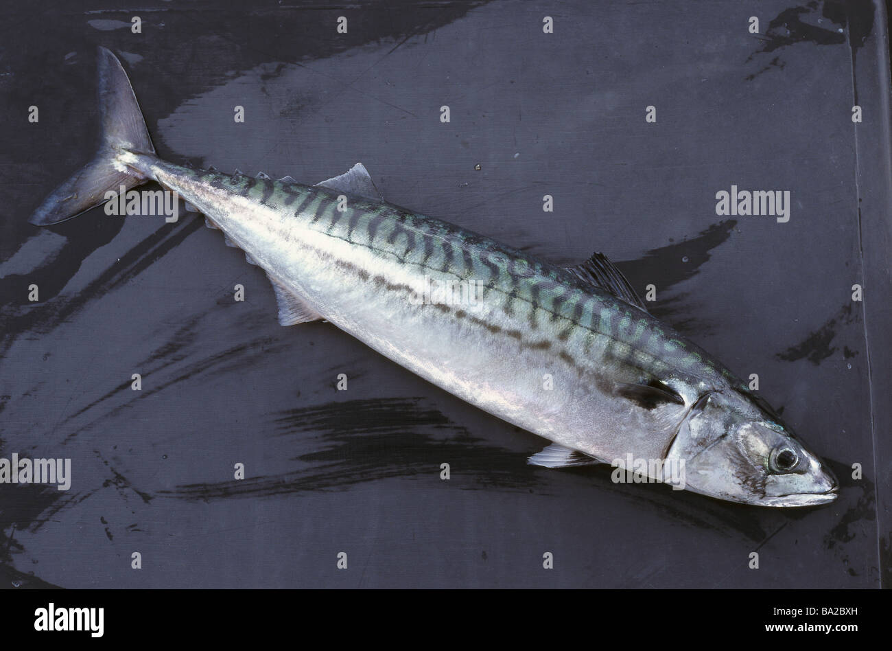 Mackerel Scomber Scombrus Dead Catch newly Animal Fish Food fish Food