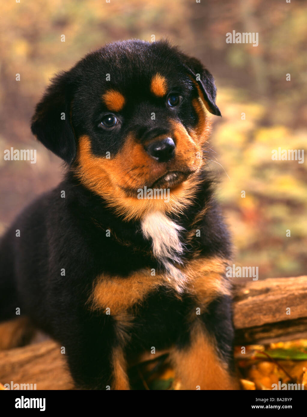 Rottweiler fall hi-res stock photography and images - Alamy