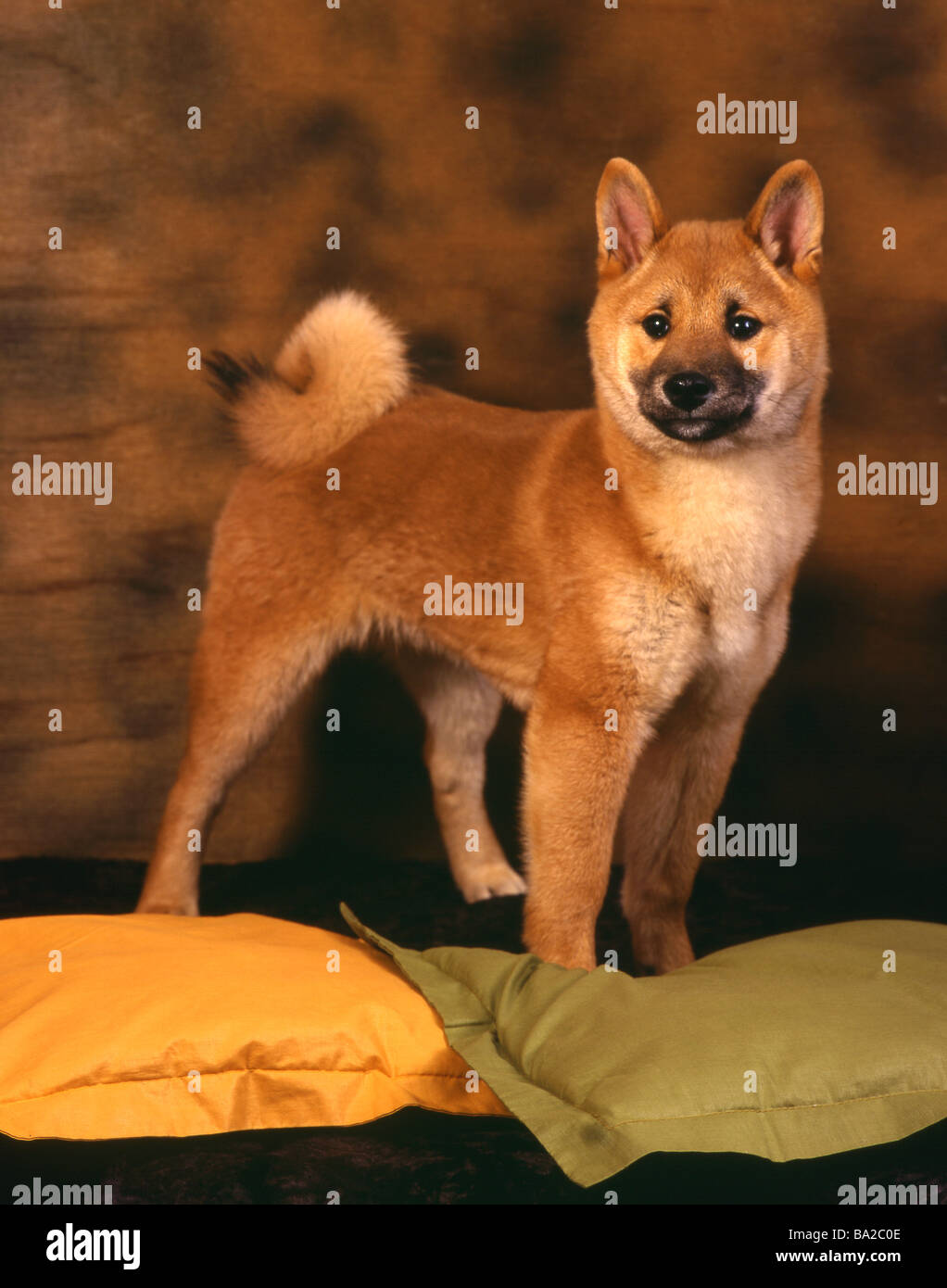 Shibas High Resolution Stock Photography and Images - Alamy