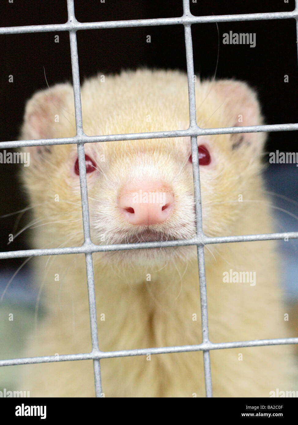 An albino red eyed ferret in a cage Stock Photo - Alamy
