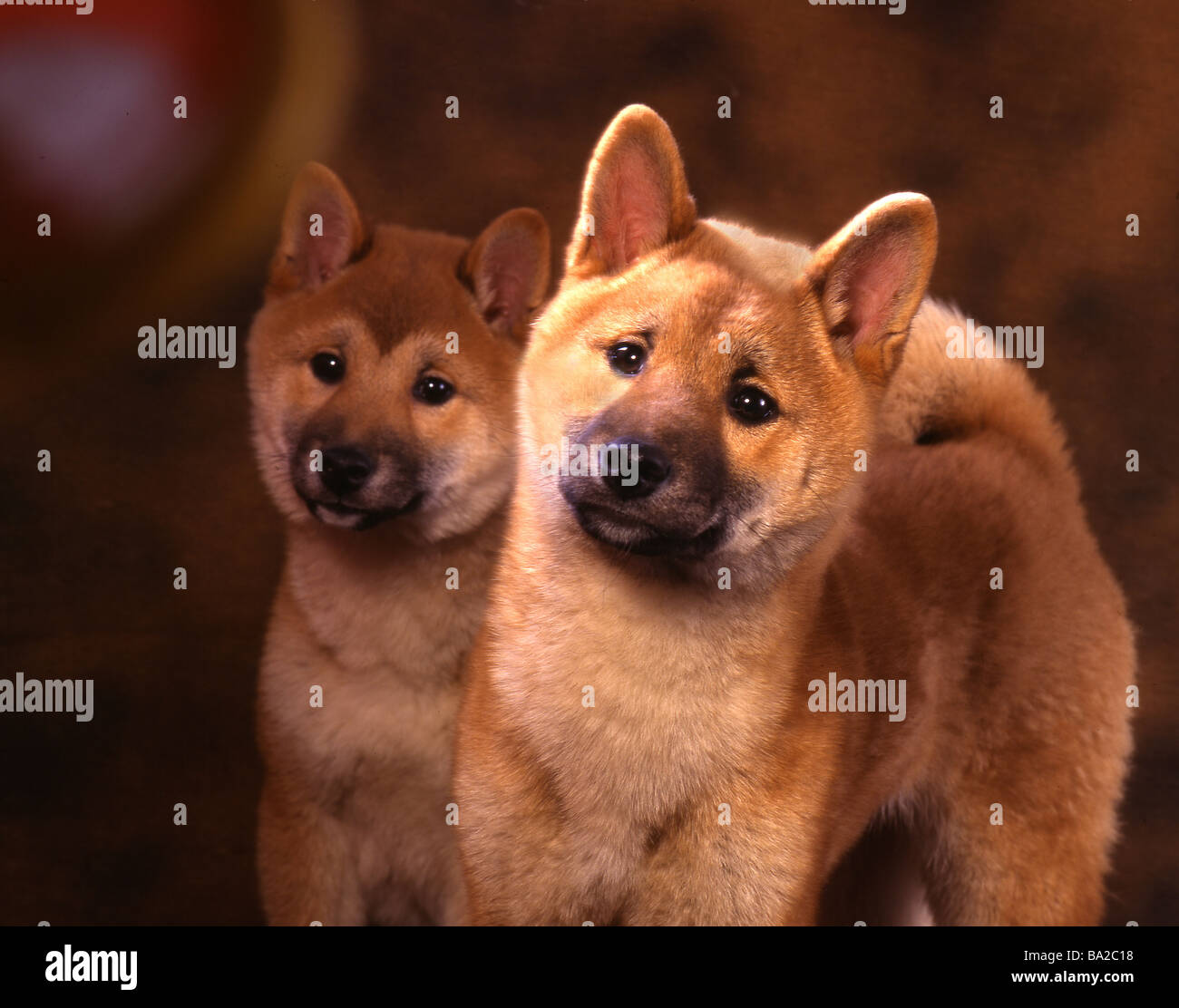 Shibas hi-res stock photography and images - Alamy