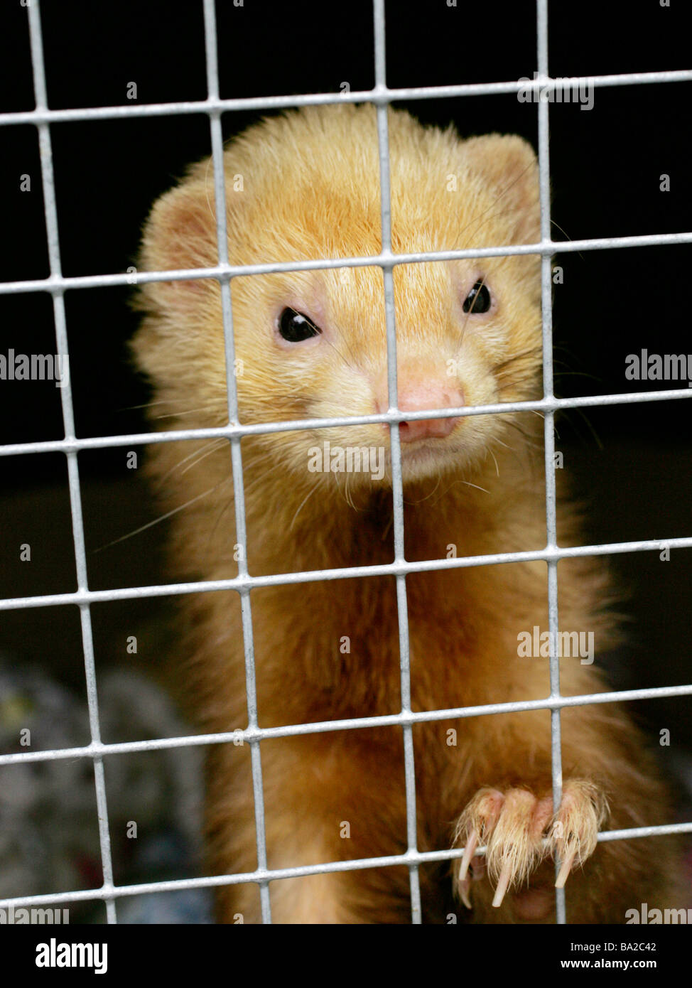 An apricot coloured ferret behind bars Stock Photo - Alamy