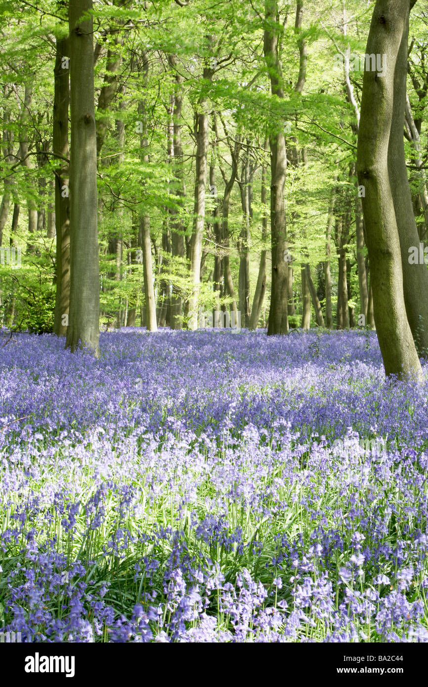 Woodland flowers hi-res stock photography and images - Alamy