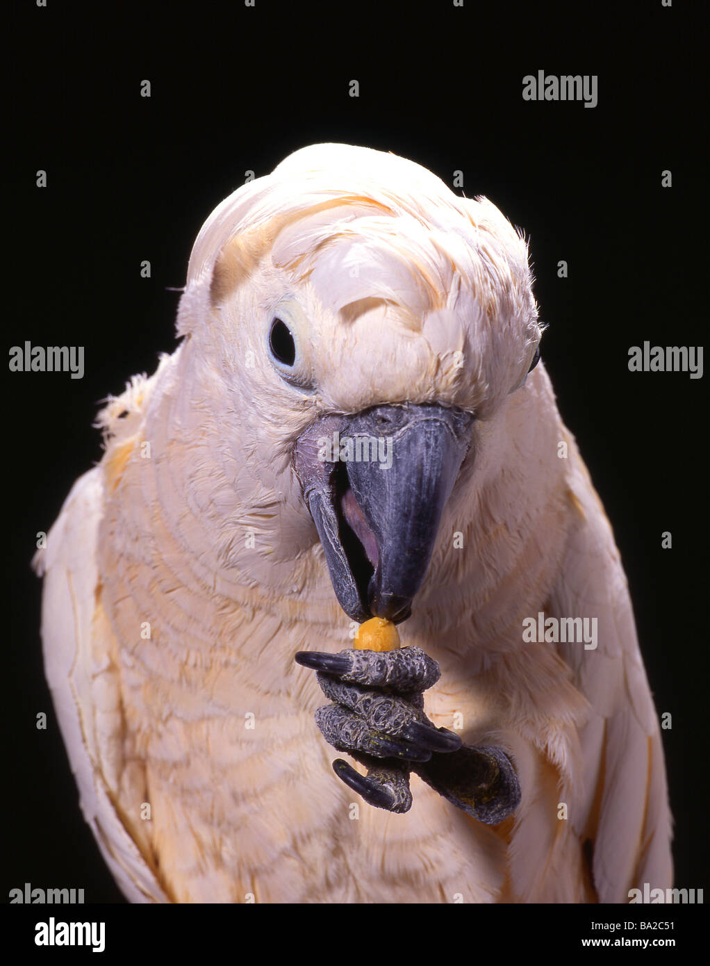 Cackatoo parrot with nut Stock Photo - Alamy