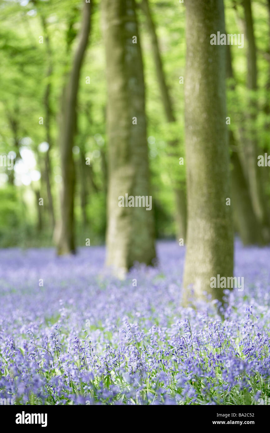 Bluebells hi-res stock photography and images - Alamy