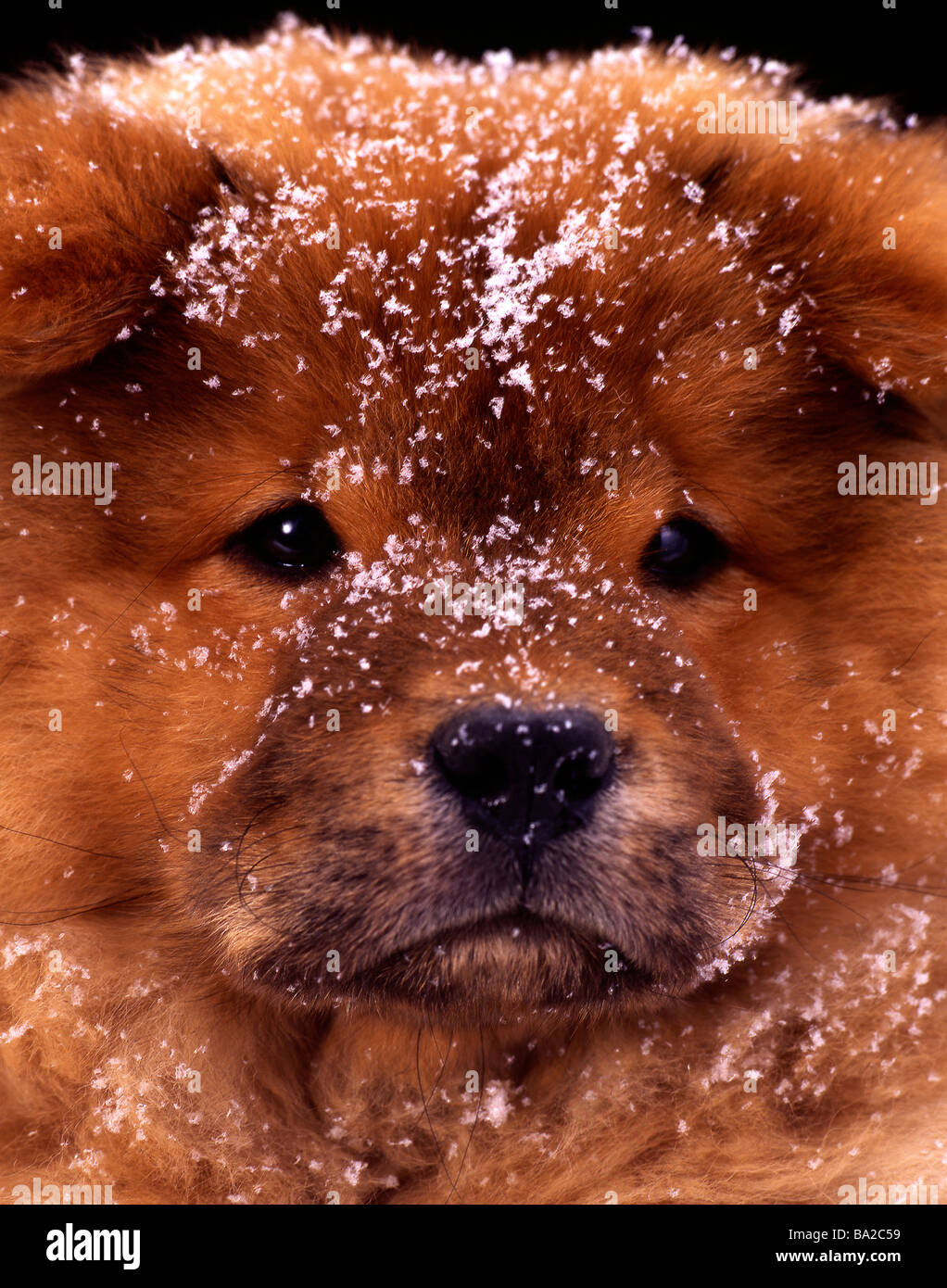 Portrait of chaw hi-res stock photography and images - Alamy