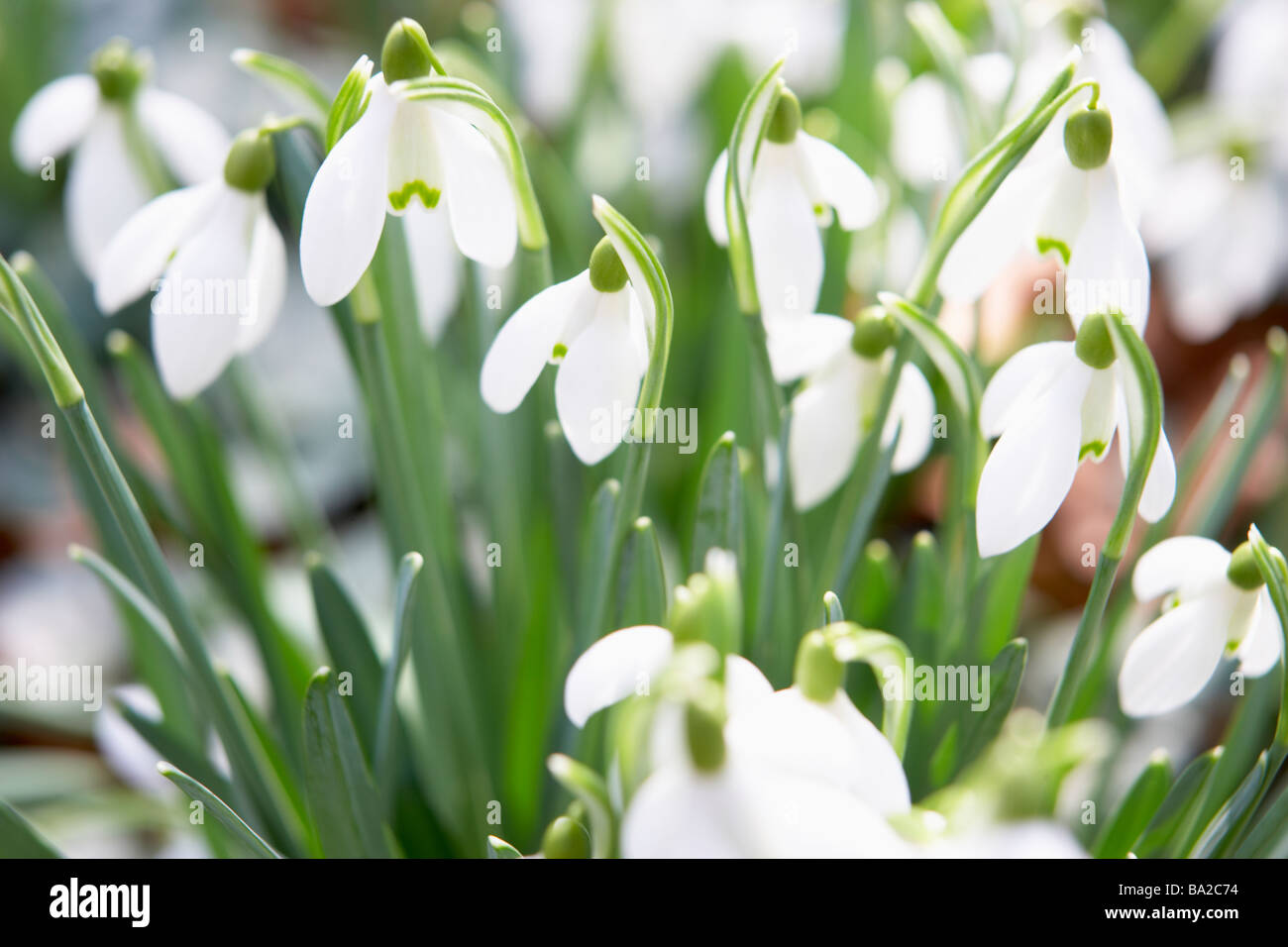 Flowers snowdrops in garden hi-res stock photography and images - Alamy
