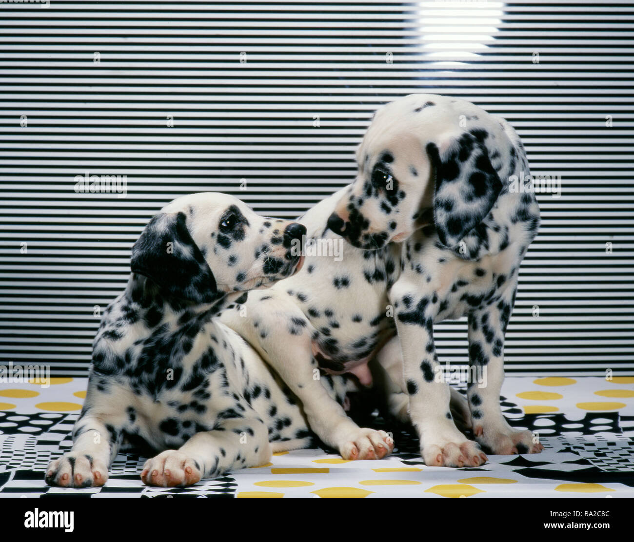 Dalmatians hi-res stock photography and images - Alamy