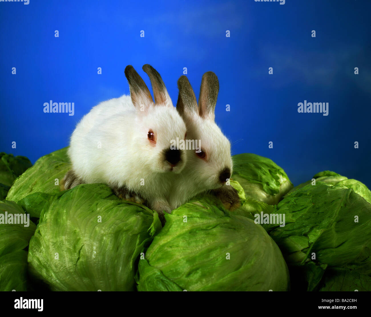Rabbits cabbage hi-res stock photography and images - Alamy