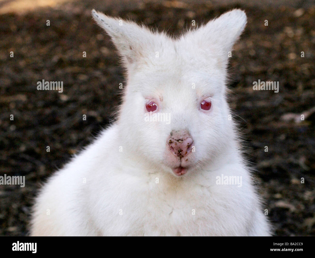 White wallaby hi-res stock photography and images - Alamy
