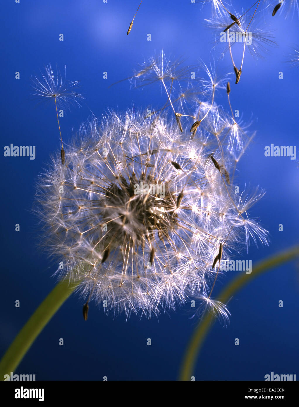 Dandelion under wind Stock Photo - Alamy