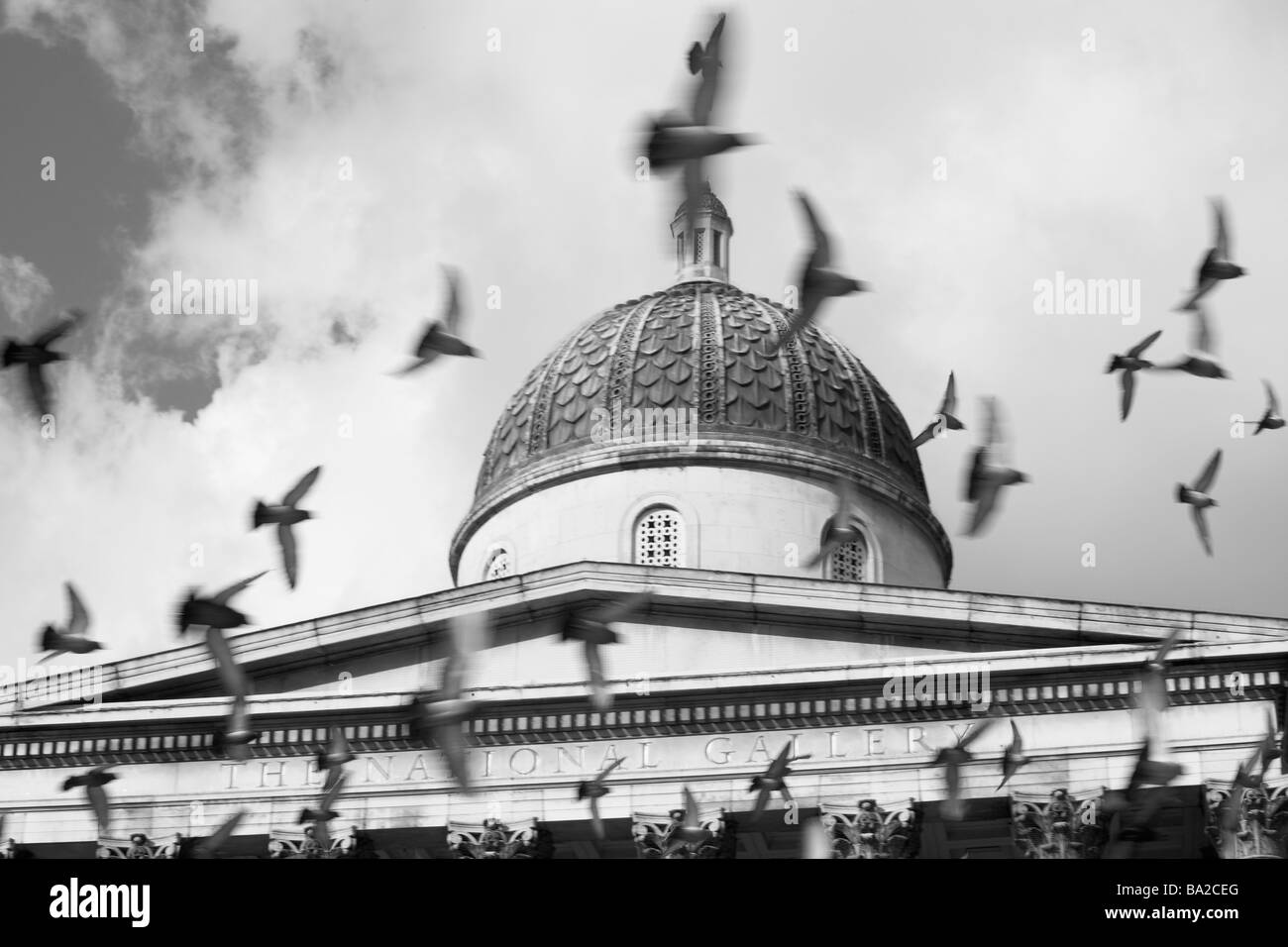 Birds gallery hi-res stock photography and images - Alamy