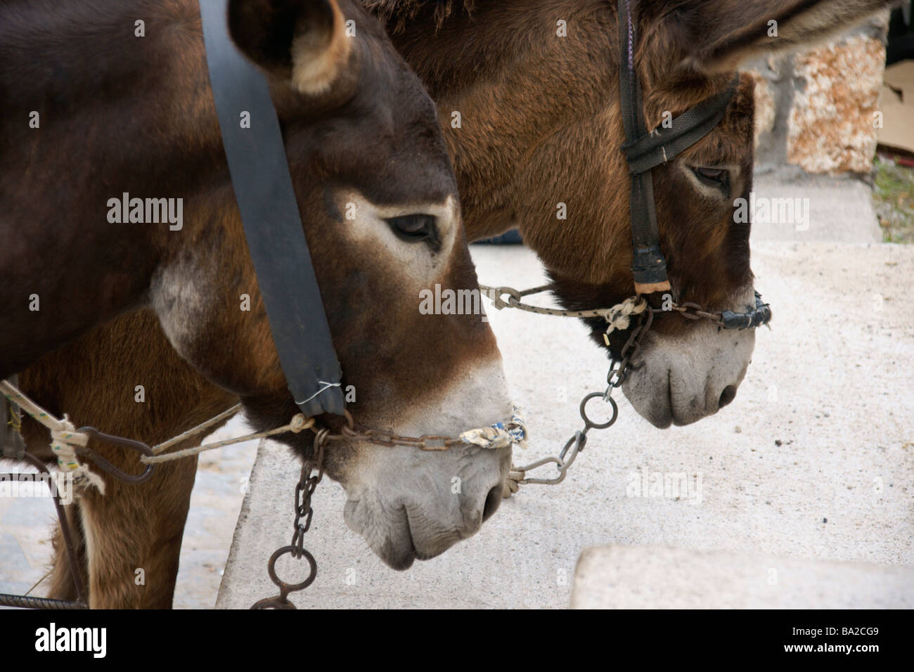 Donkeys in lindos rhodes hi-res stock photography and images - Alamy