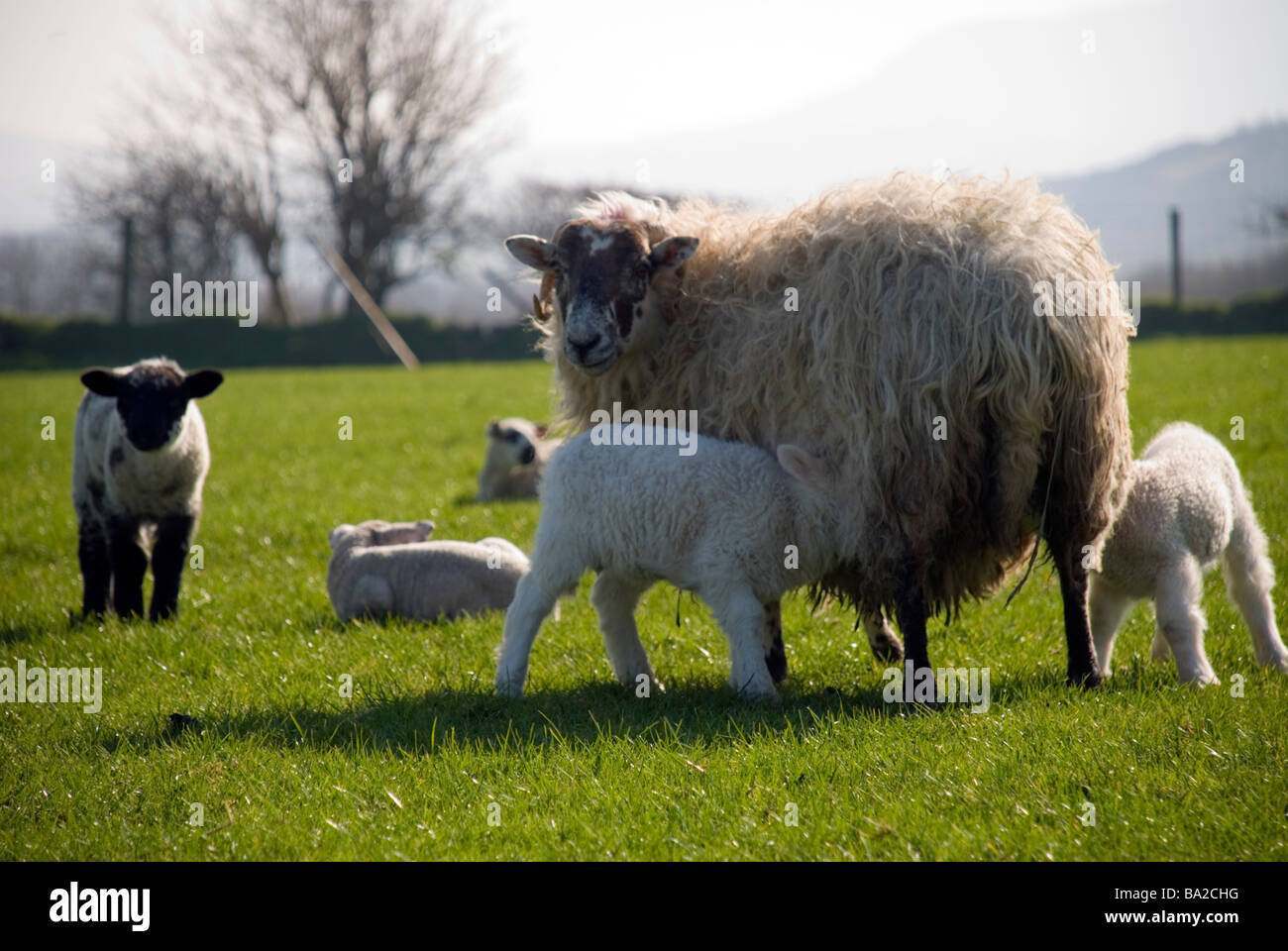 Week old lambs suckling a ewe Stock Photo - Alamy