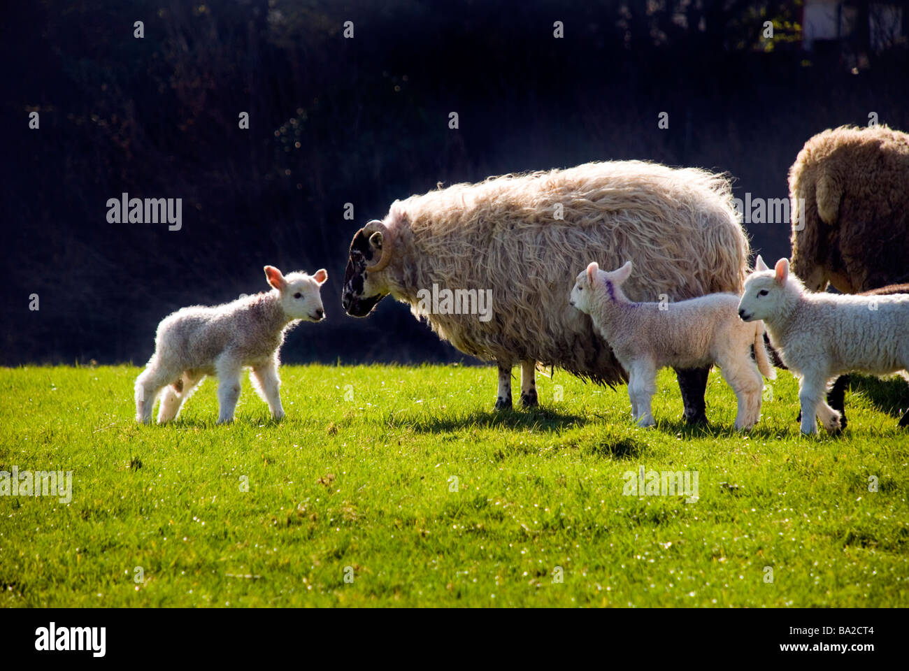Lambs backlit hi-res stock photography and images - Alamy