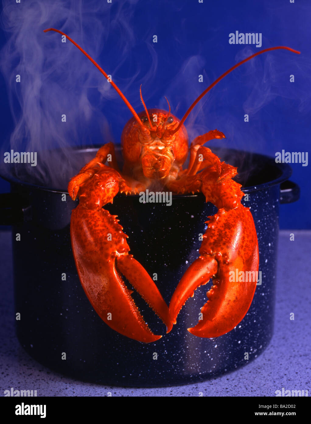 Lobster steaming in pot hi-res stock photography and images - Alamy