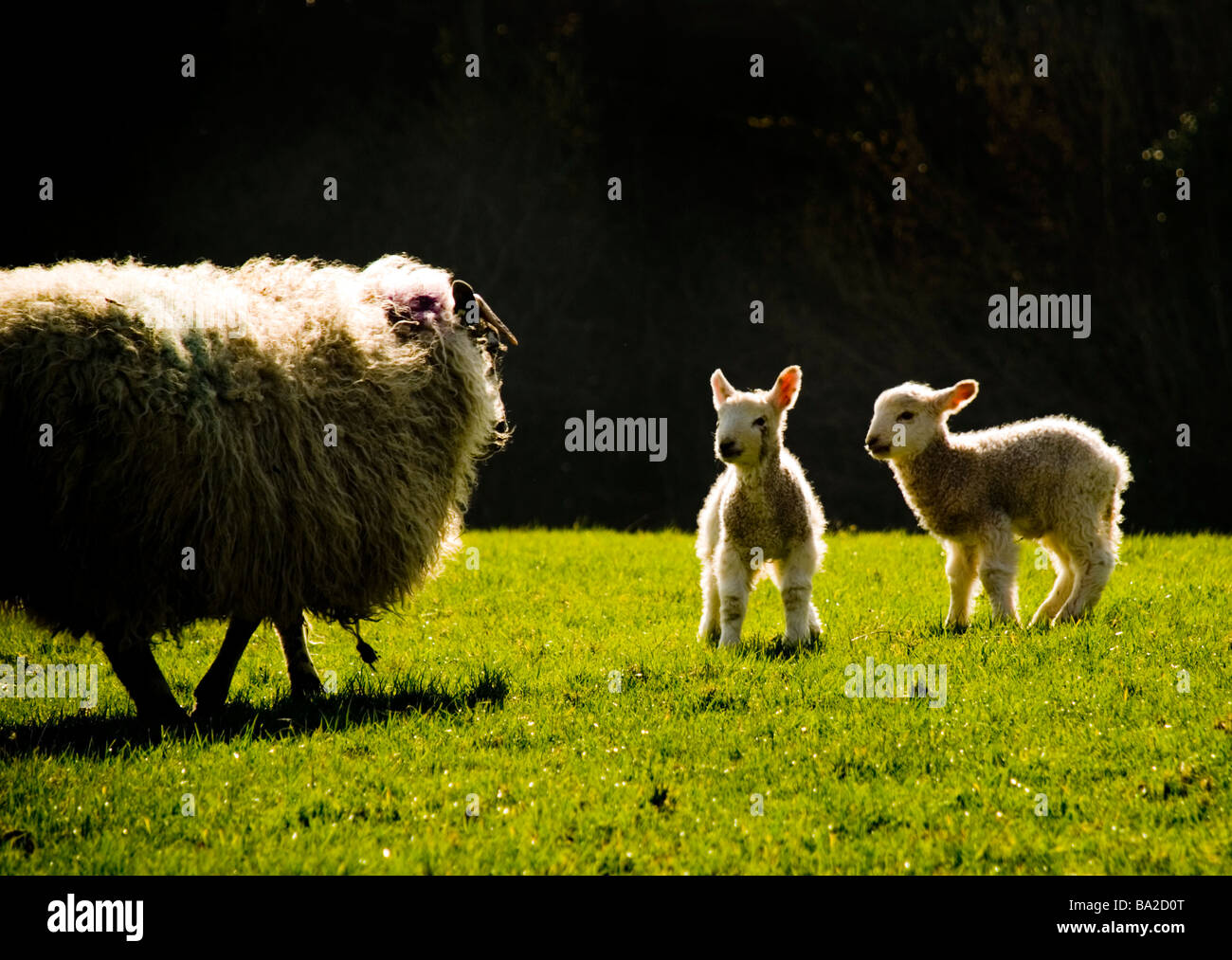 Week old lambs in a field backlit Stock Photo - Alamy