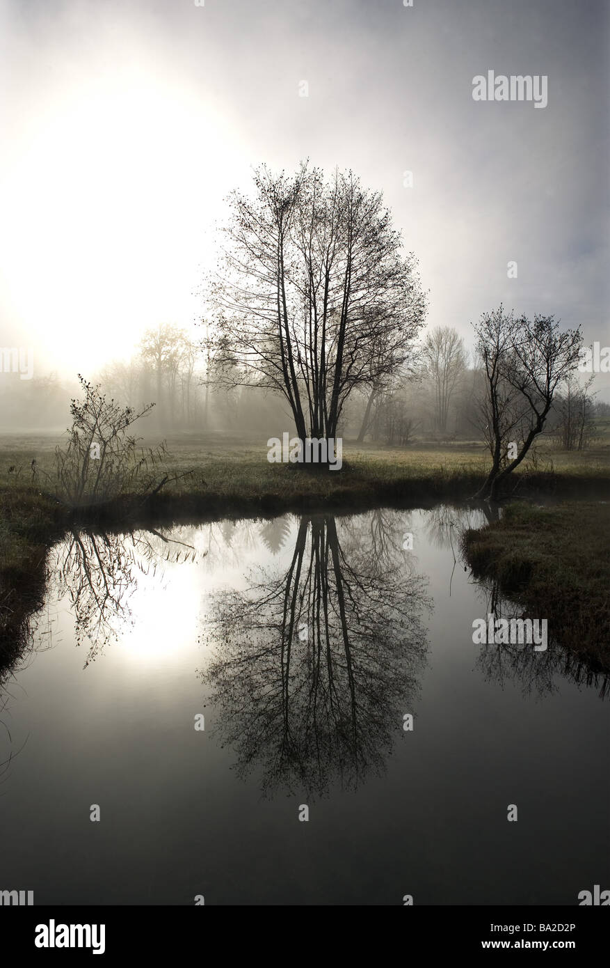 River-landscape trees bald reflection fog autumnal back light landscape ...