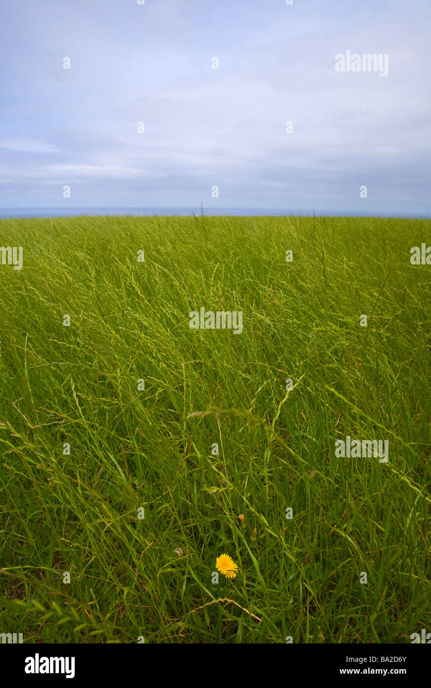 Prairie yellow green hi-res stock photography and images - Alamy