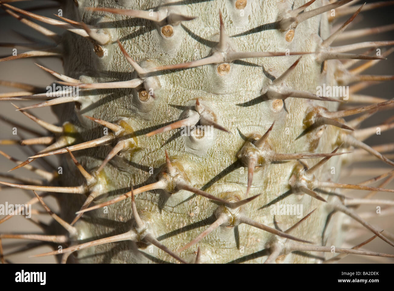 Tree stick hi-res stock photography and images - Alamy