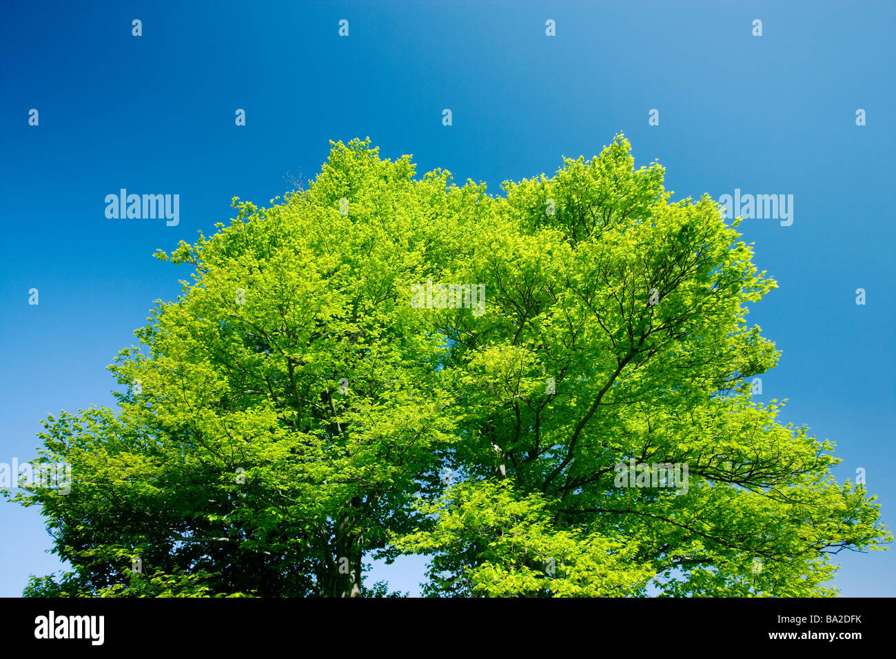 Beech trees against the sky hi-res stock photography and images - Alamy
