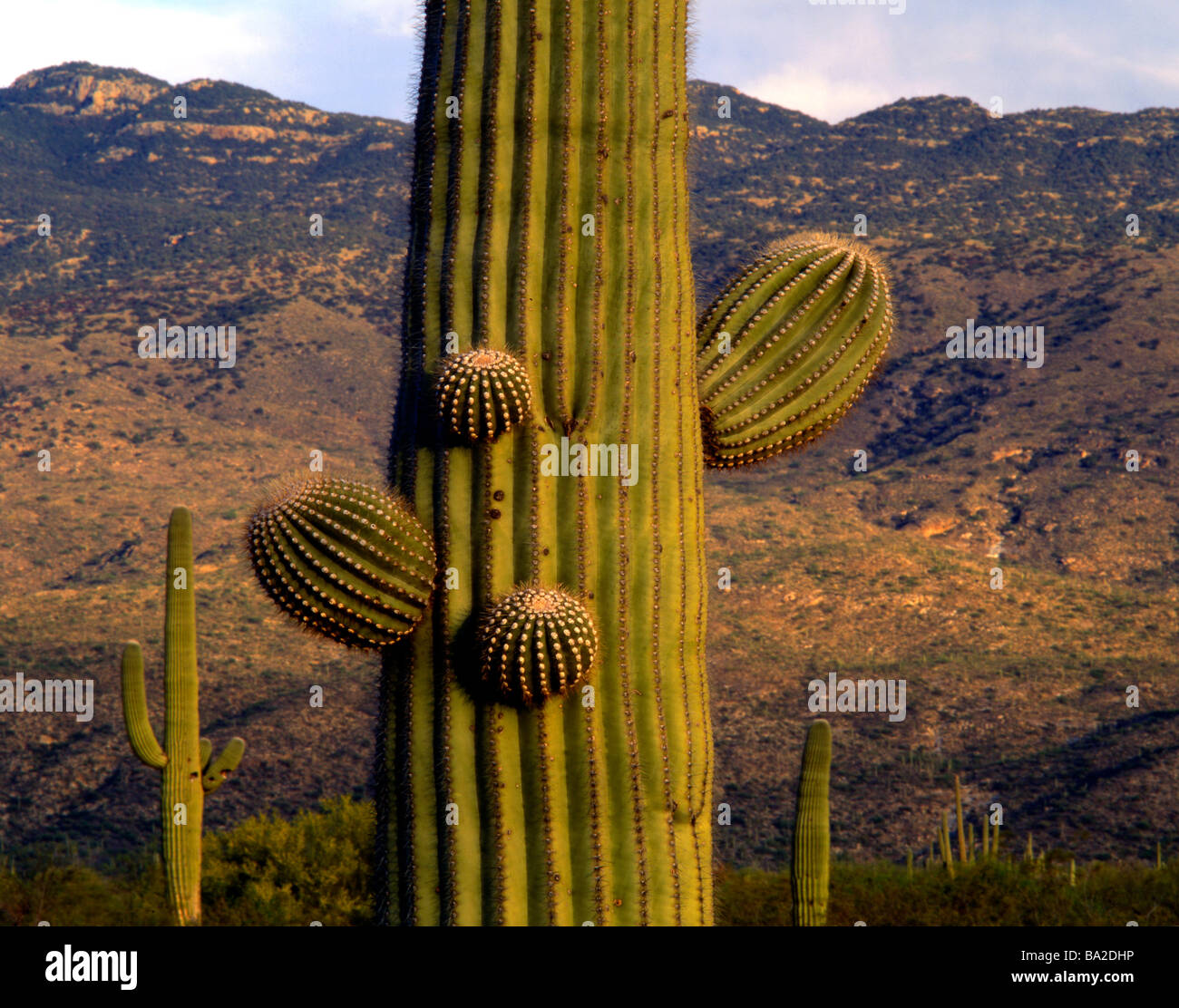 Saguaro Cactus Saguaro National Park Tucson Arizona Stock Photo - Alamy