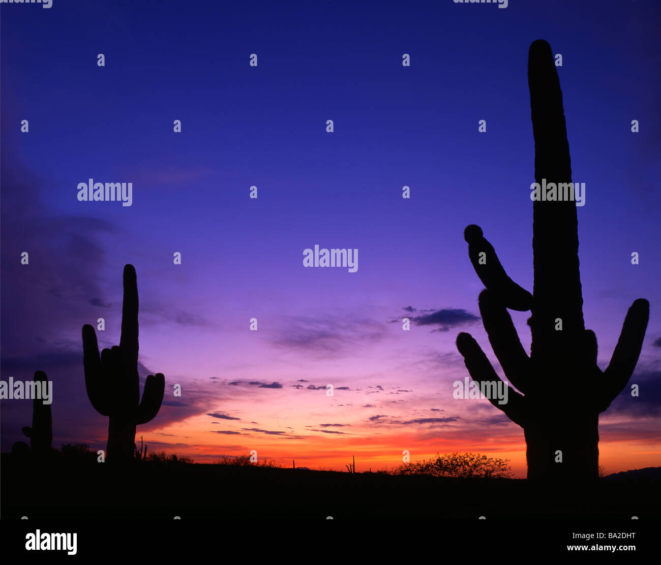 Saguaro cactuses in desert hi-res stock photography and images - Alamy