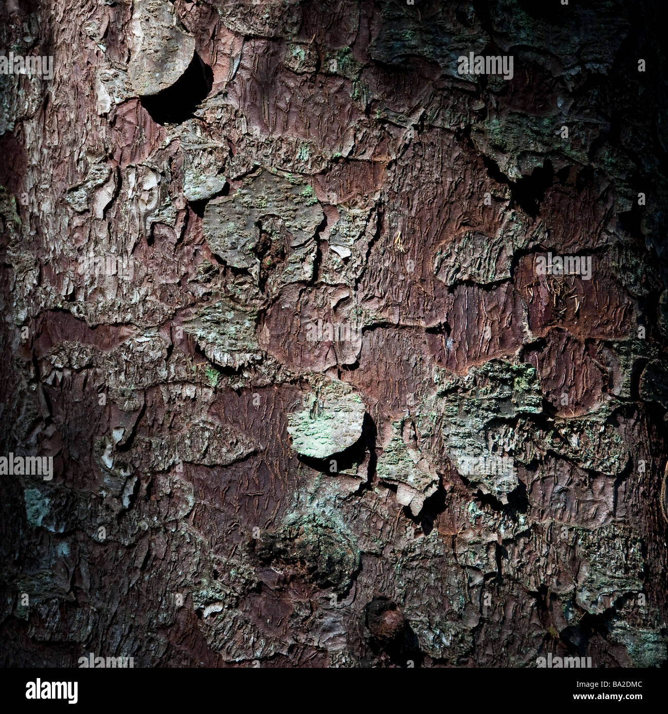 Sitka spruce bark in sunlight Stock Photo - Alamy