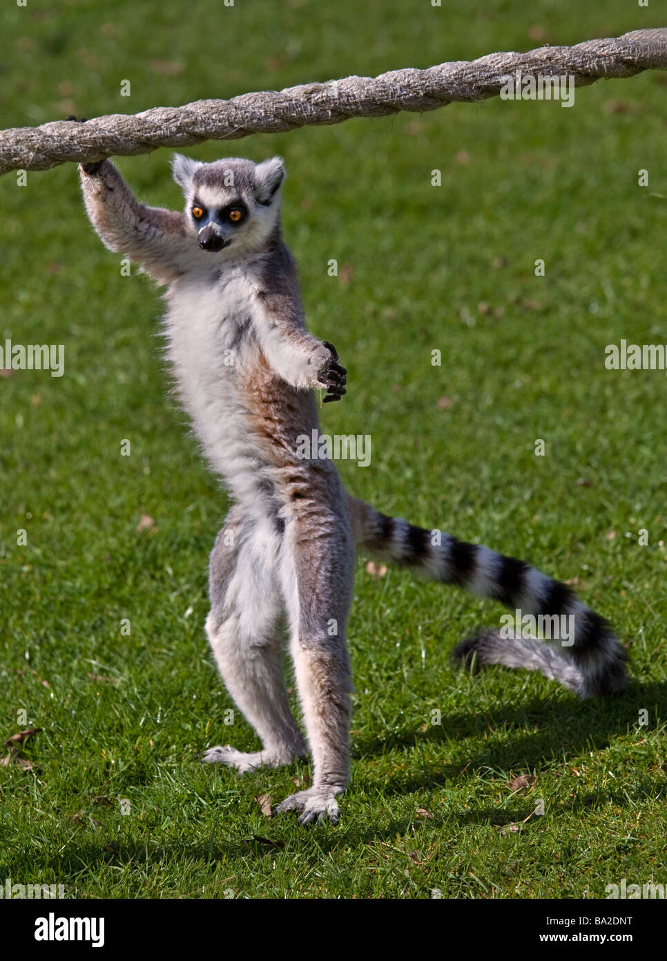 Ring Tailed Lemur (lemur catta) standing Stock Photo - Alamy