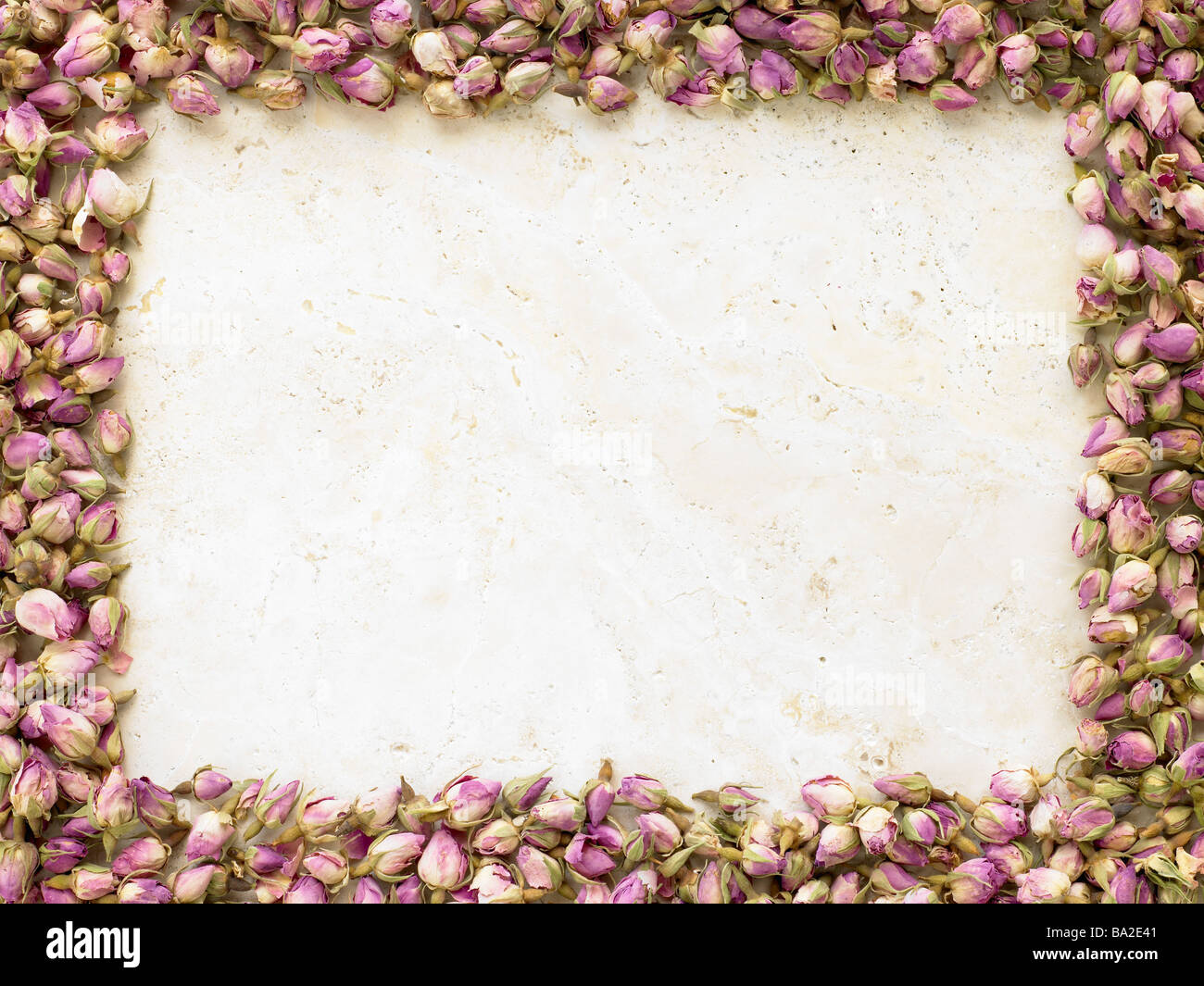 Rose flower frame hi-res stock photography and images - Alamy