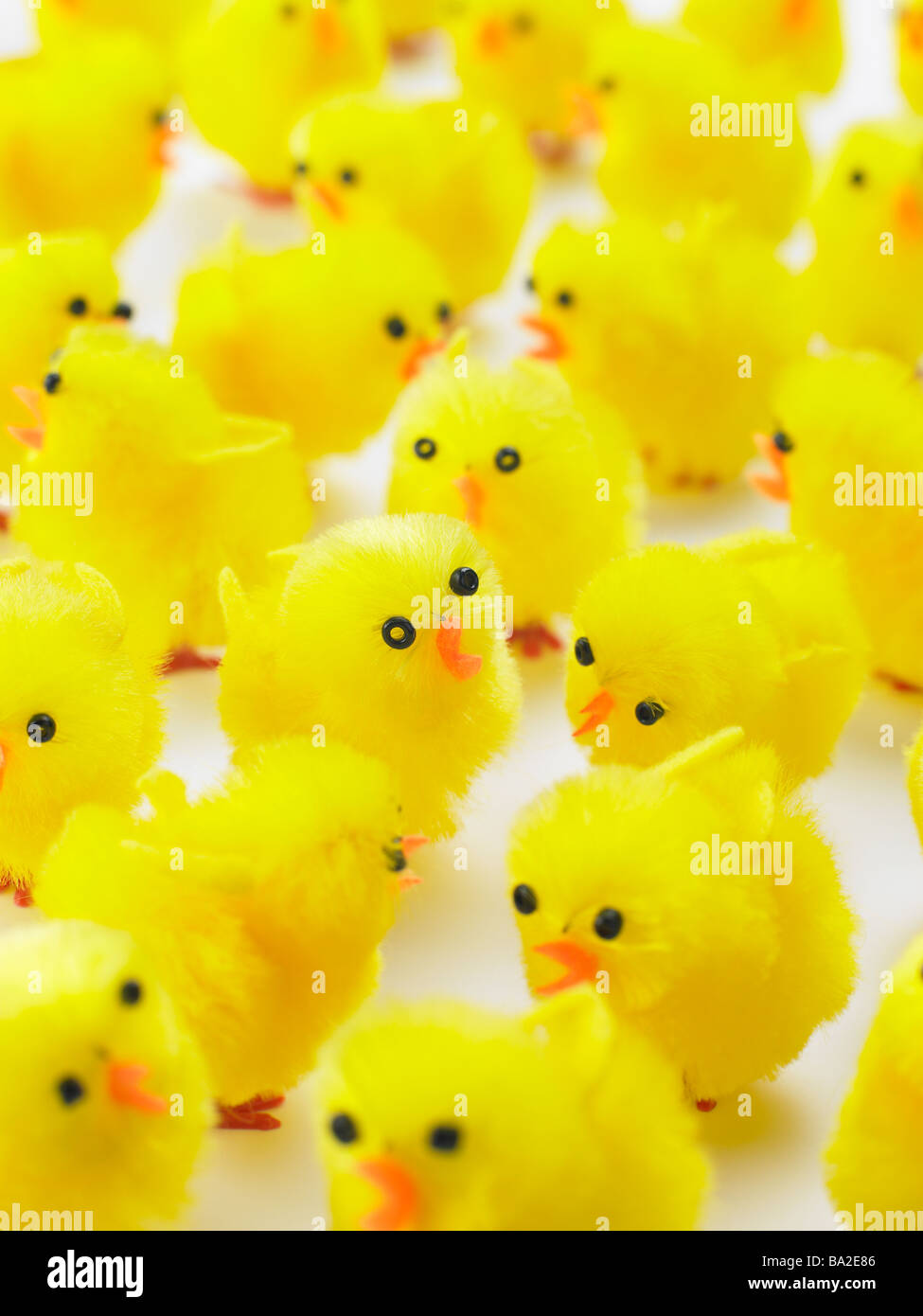 Shot chicken chicks hi-res stock photography and images - Alamy