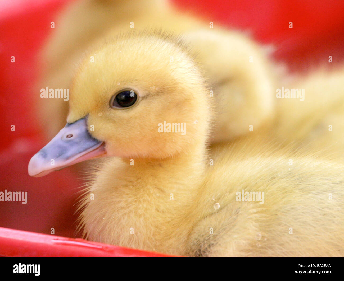 A small little yellow duckling face head beak bill Stock Photo - Alamy