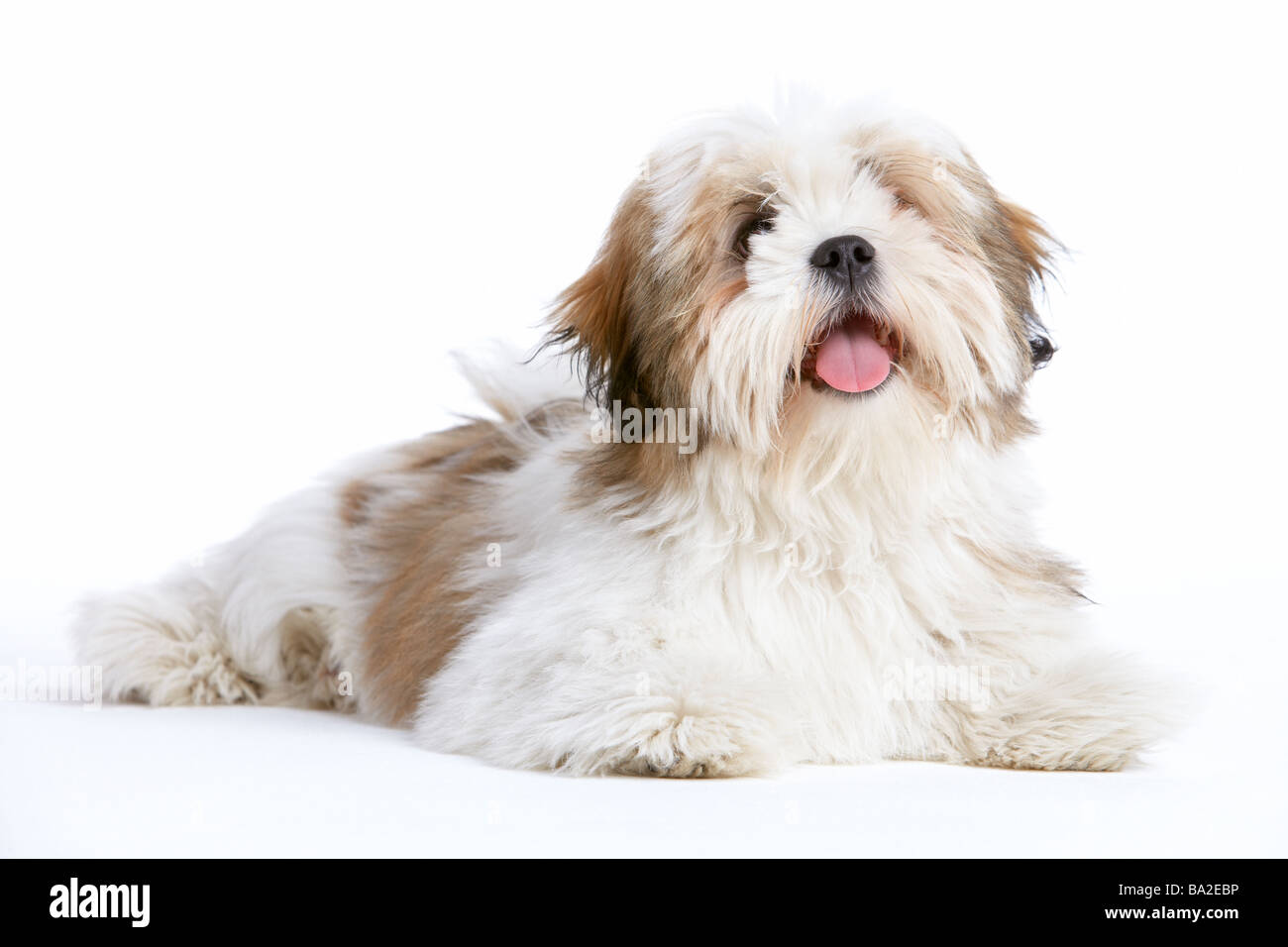 Lhasa Apso Dog Lying Down Stock Photo - Alamy