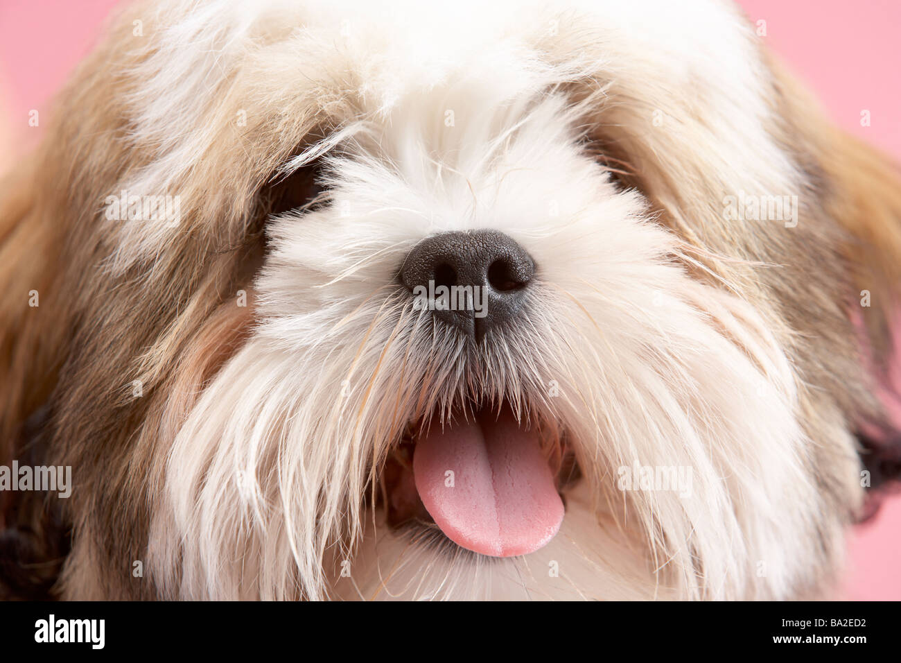 Lhasa apso hi-res stock photography and images - Alamy