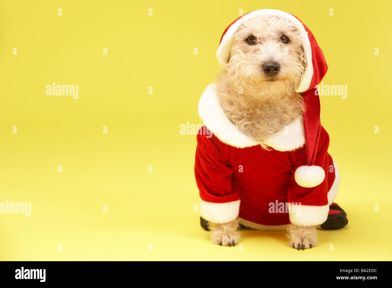 Small Dog In Santa Costume Stock Photo - Alamy