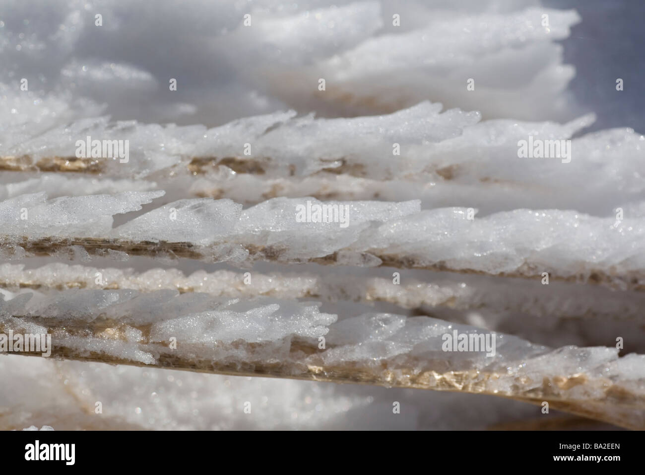 Frozen twigs hi-res stock photography and images - Alamy
