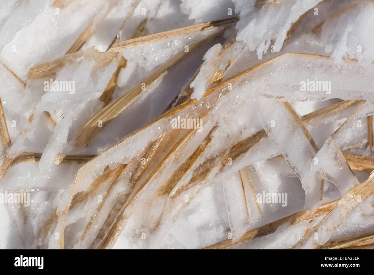 Frozen twigs hi-res stock photography and images - Alamy