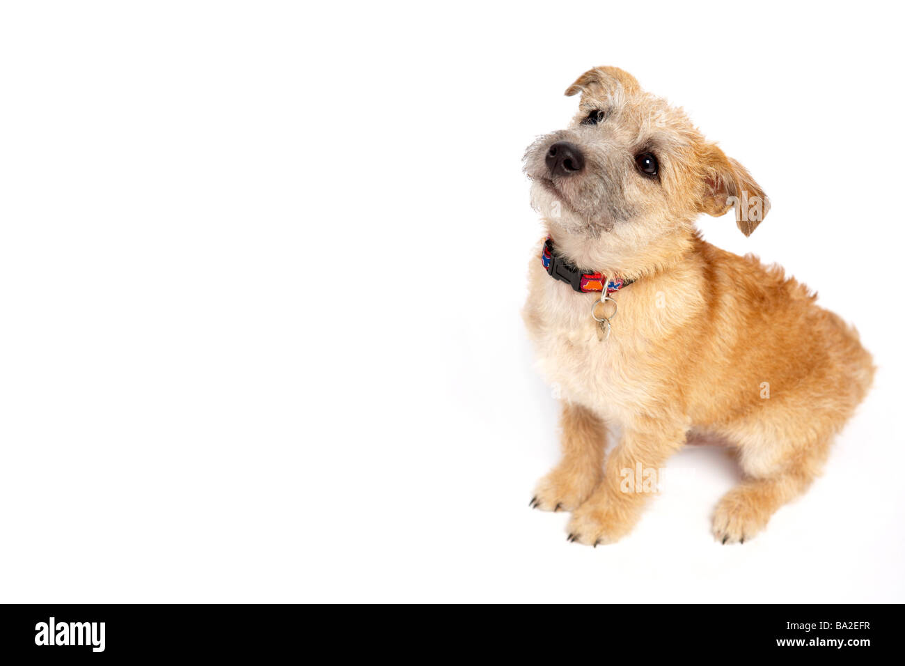 Small portrait Cut Out Stock Images & Pictures - Alamy