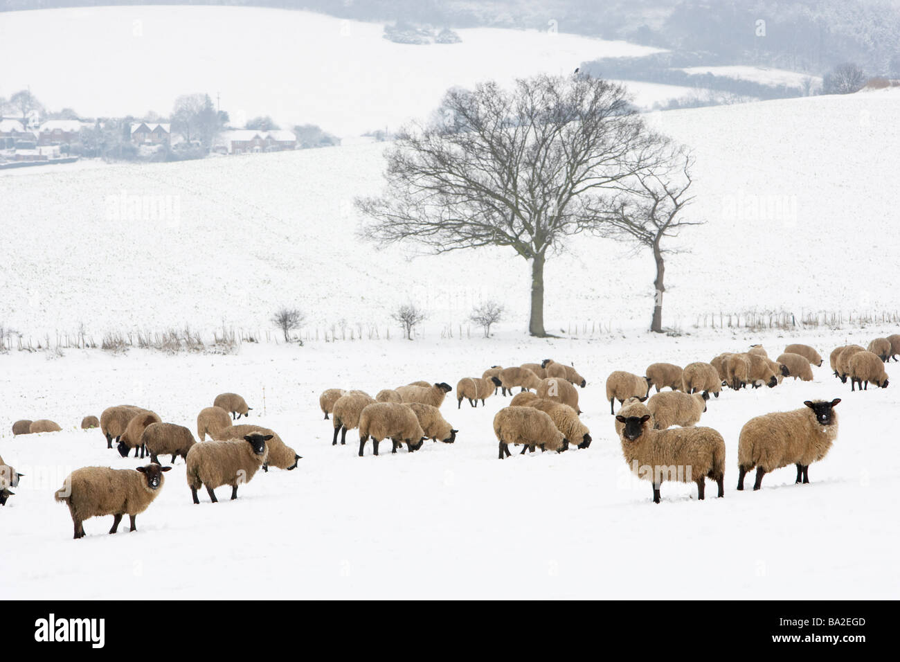 Fields of sheep hi-res stock photography and images - Alamy