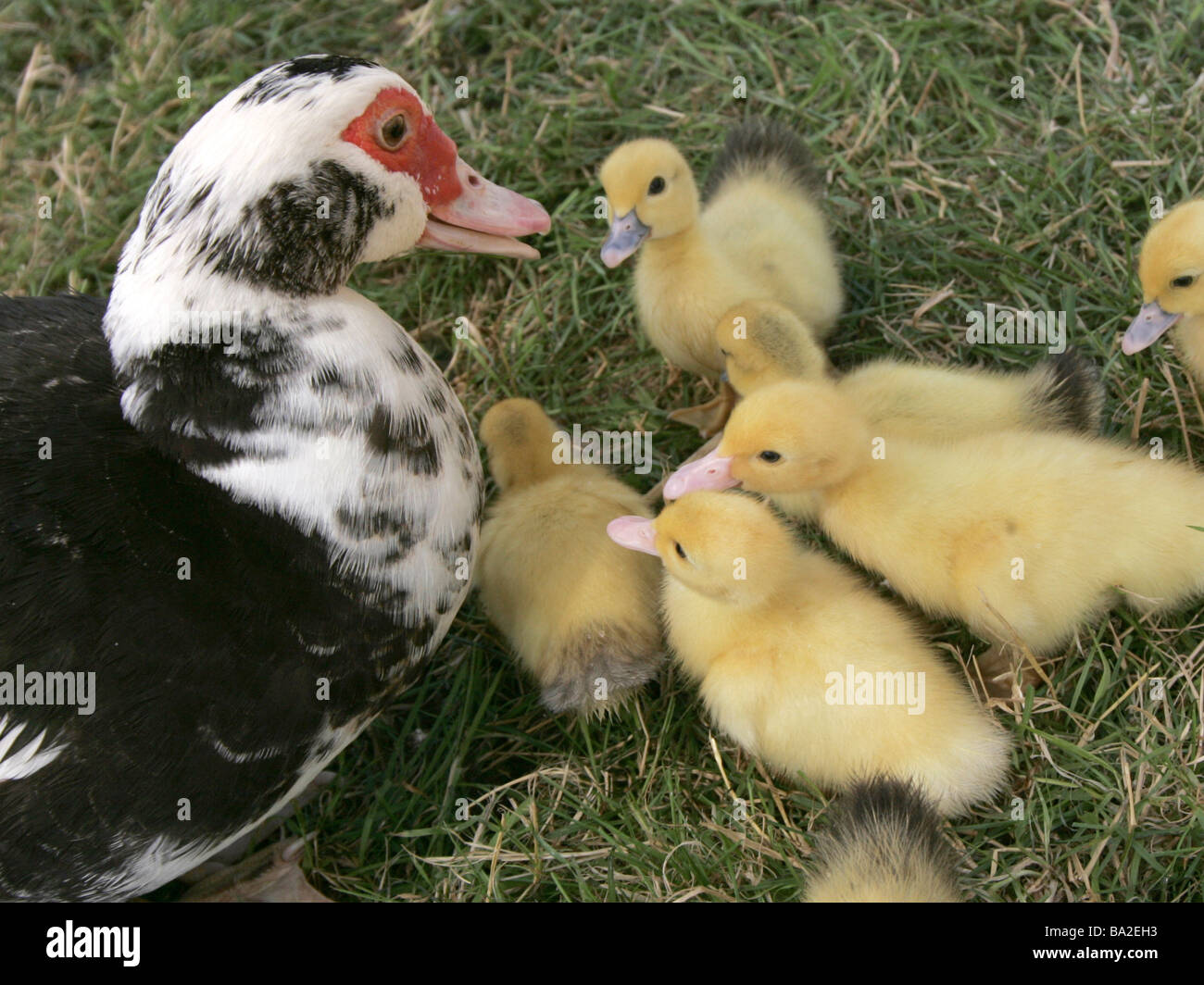 A black and white duck with yellow ducklings Stock Photo - Alamy