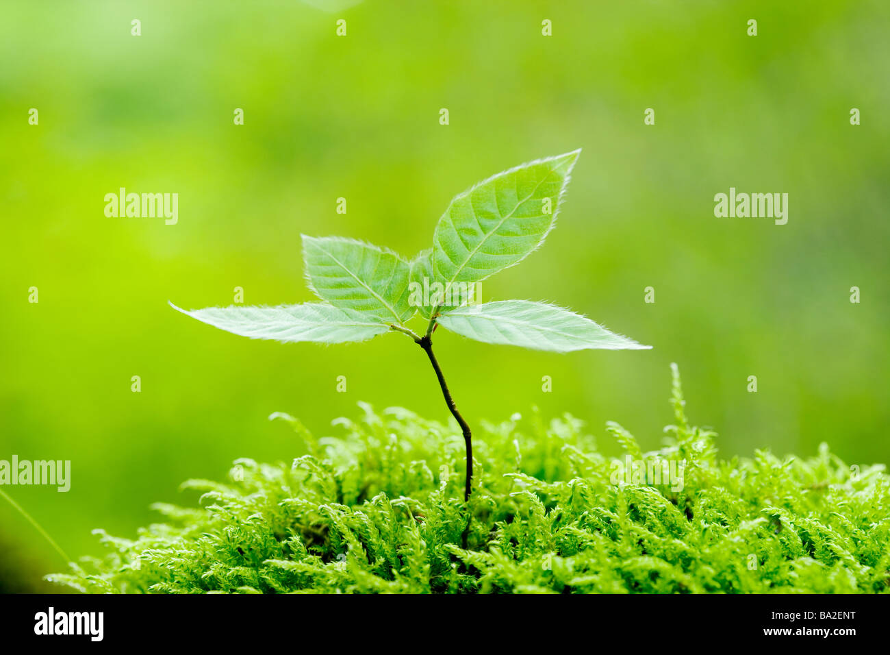 Fresh Green Leaves Stock Photo - Alamy
