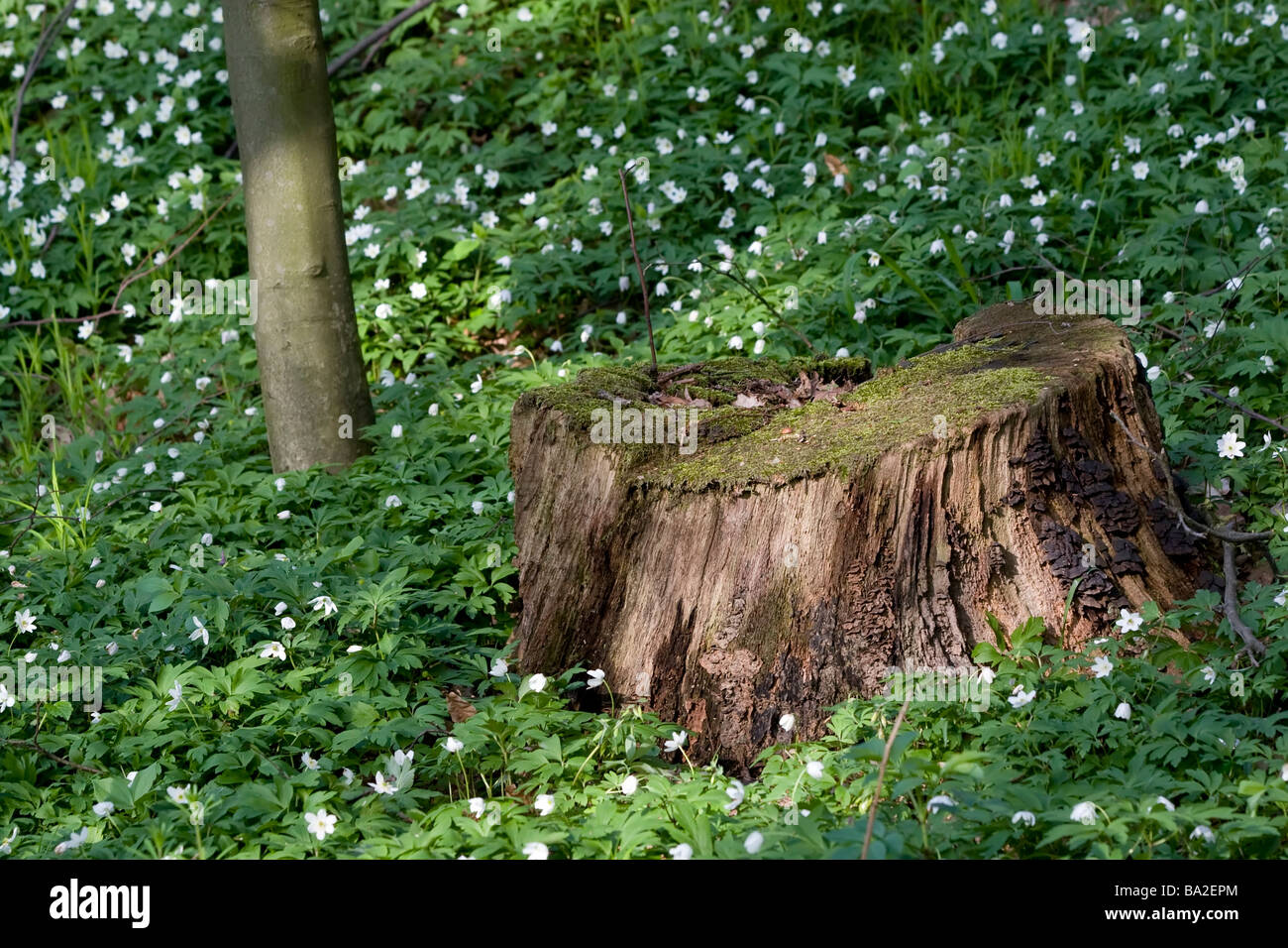 Spring: anemone flowers surrounding tree stump in forest Stock Photo ...